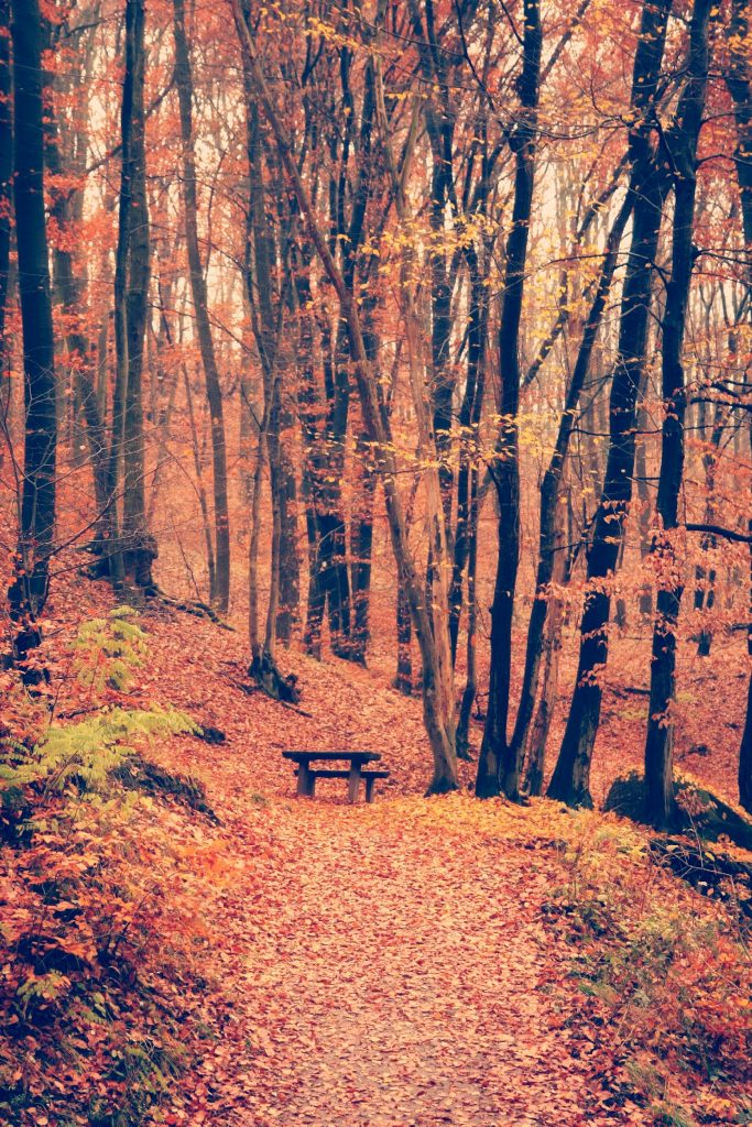 4 Ways to Experience Fall in Webster County - Webster County Tourism